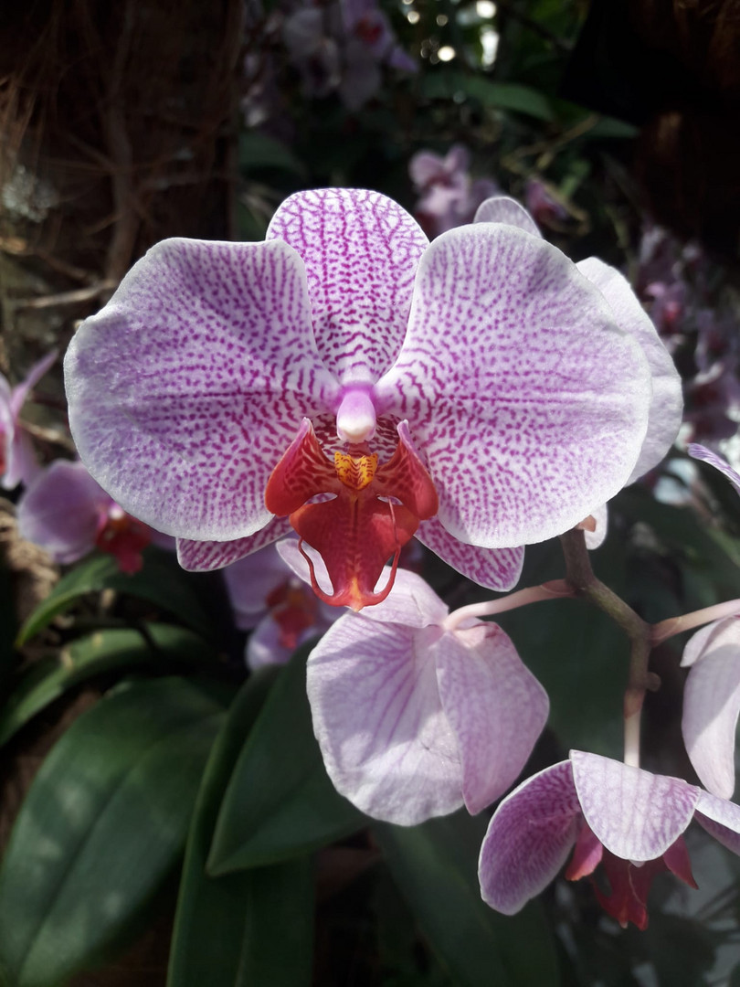 Orchidee Foto & Bild | natur, fotografie, pflanzen Bilder auf fotocommunity