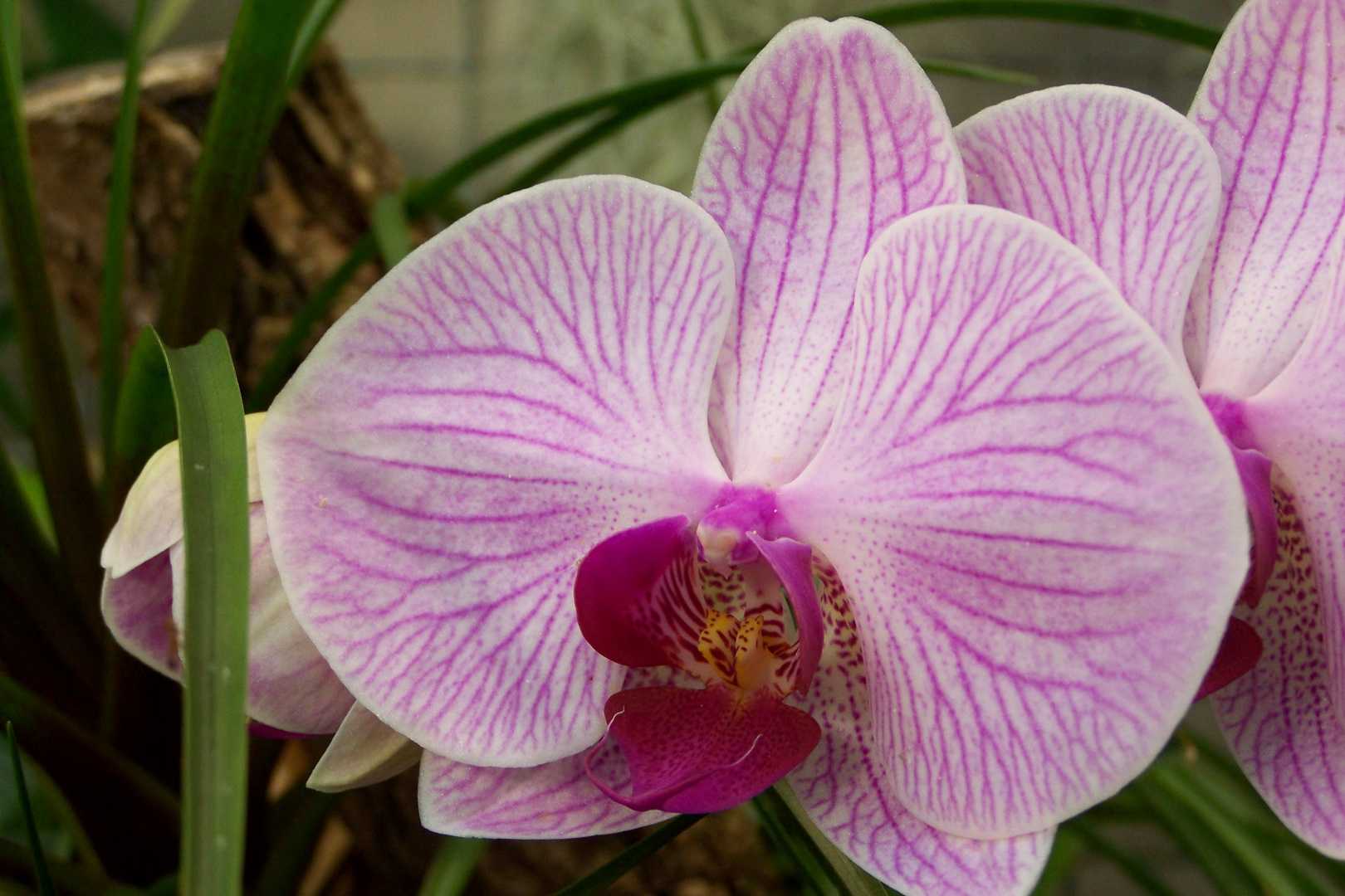 Orchidee 1 Foto & Bild | blumen, natur, blüten Bilder auf fotocommunity