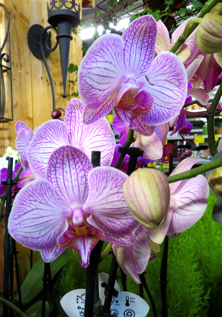 Orchidee ..... Foto & Bild | outdoor, grün, natur Bilder auf fotocommunity