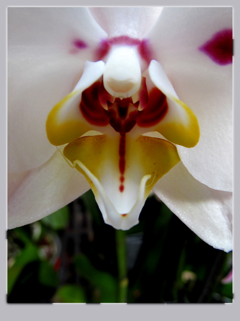 Orchidee ... Foto & Bild | pflanzen, pilze & flechten, blüten ...