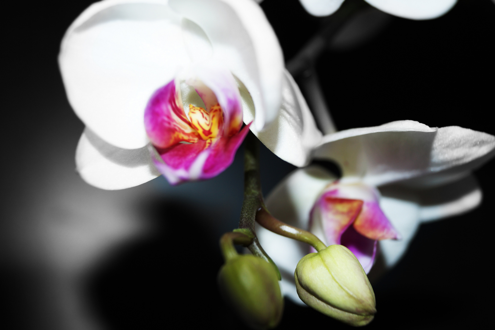 Orchidee Foto & Bild | pflanzen, pilze & flechten, blüten ...
