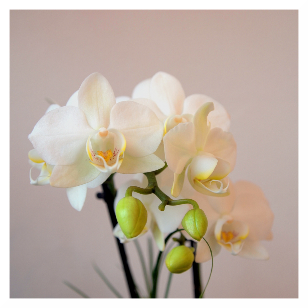 Orchidee Foto & Bild | weiß, natur, blume Bilder auf fotocommunity