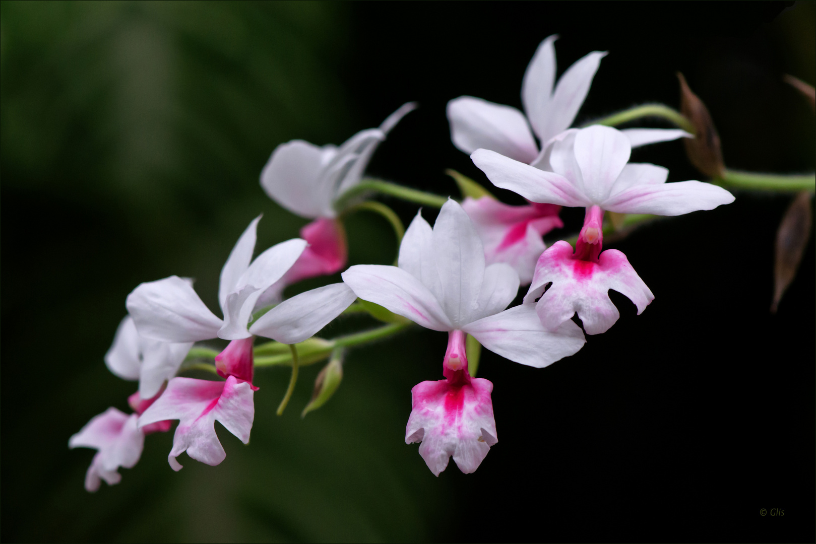 Orchidee Foto & Bild | natur-kreativ, aufnahmetechniken, natur fine art ...