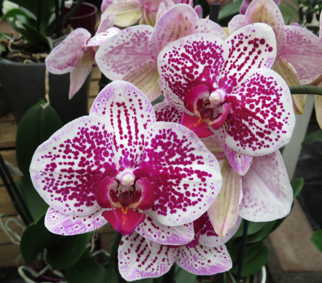 Orchidee Foto & Bild | makro, natur, orchidee Bilder auf fotocommunity