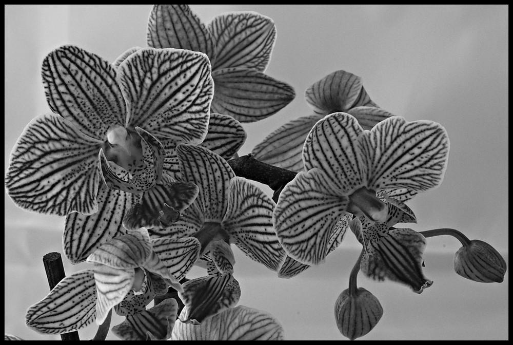 Orchidee Foto & Bild | monochrom, bearbeitungs - techniken, digiart Bilder auf fotocommunity