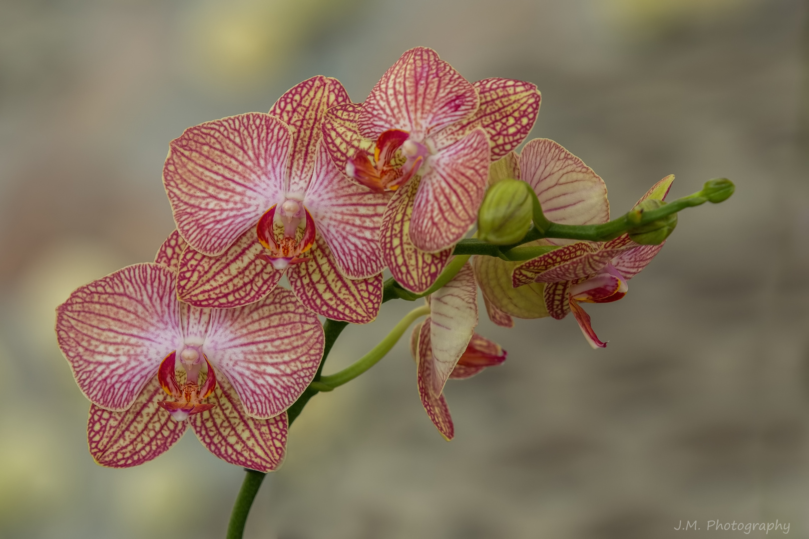 Orchidee Foto & Bild | pflanzen, pilze & flechten, blüten ...