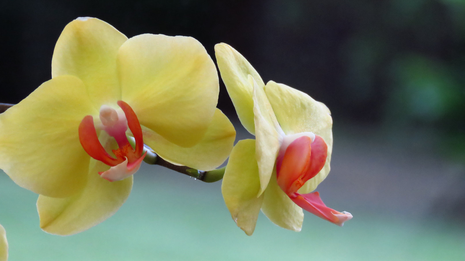 Orchidee Foto & Bild | makro, natur, blumen Bilder auf fotocommunity