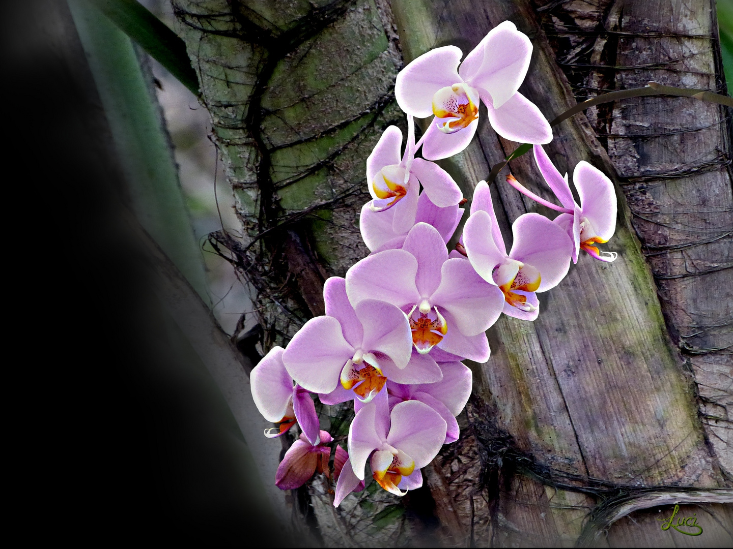 Orchidee Foto & Bild | natur-kreativ, natur Bilder auf fotocommunity
