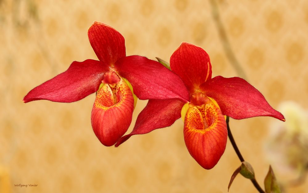 Orchidee Foto & Bild | fotos, makro, natur Bilder auf fotocommunity