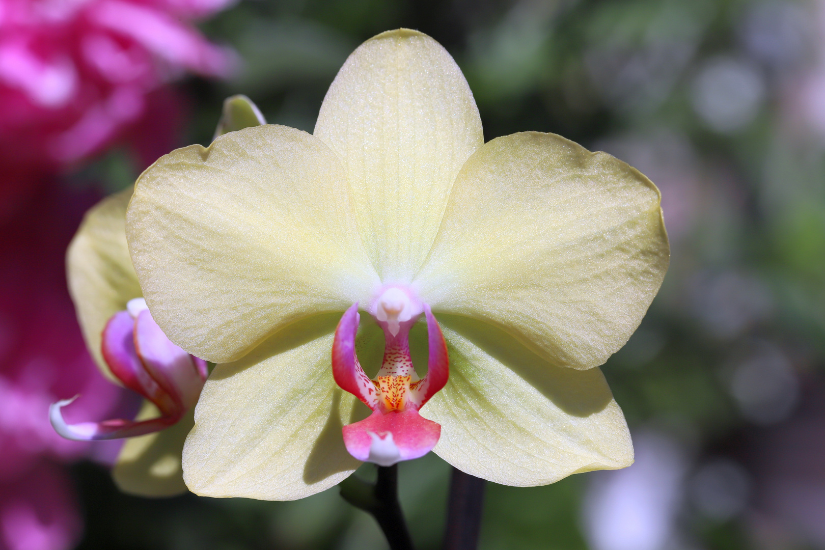 Orchidee Foto & Bild | projekte, 3 - mittwochsblümchen, thementage ...