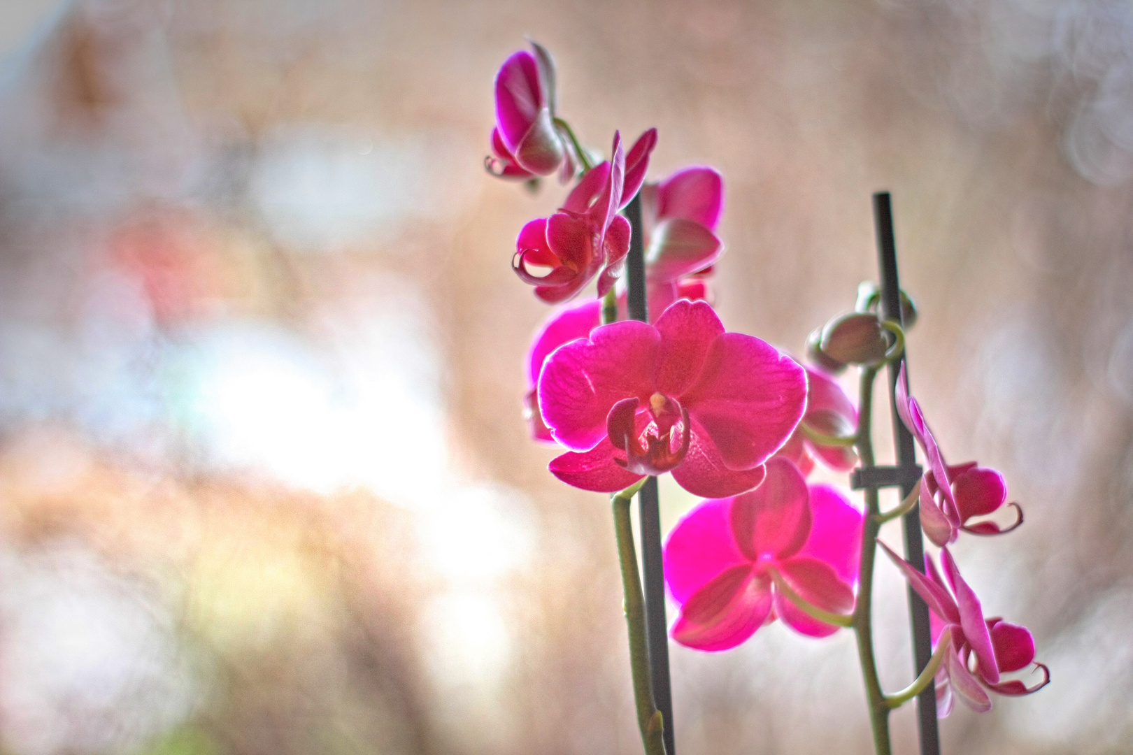 Orchidee Foto & Bild | fotos, natur, blumen Bilder auf fotocommunity