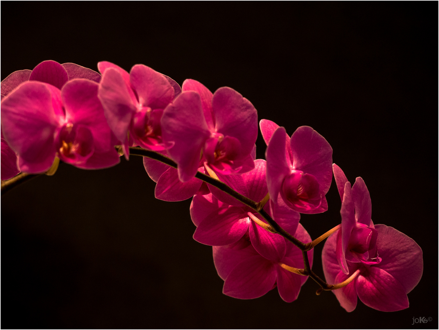 Orchidee Foto & Bild | sonstiges, naturkunst, gestalten mit blumen ...