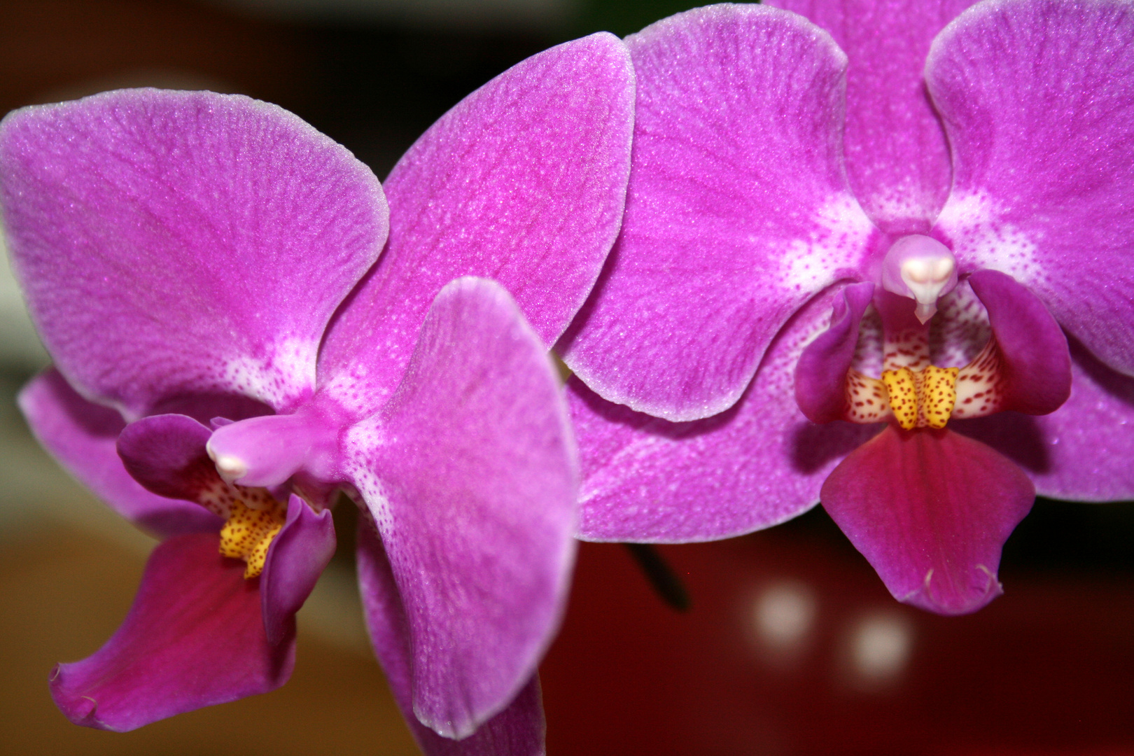 Orchidee Foto & Bild | archiv, flower power , archiv 2011 - 2012 Bilder ...