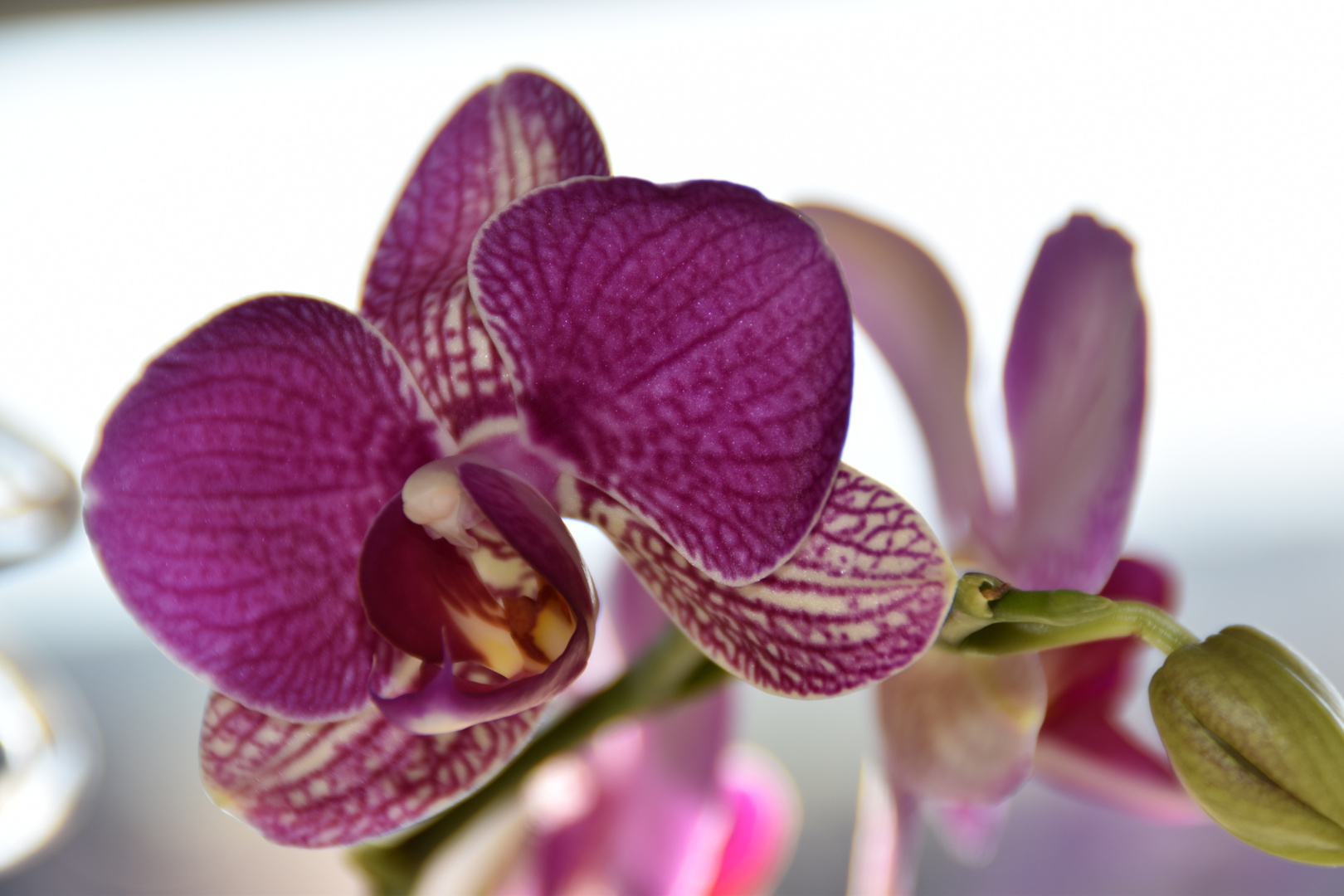 Orchidee Foto & Bild | fotos, spezial, makro Bilder auf fotocommunity
