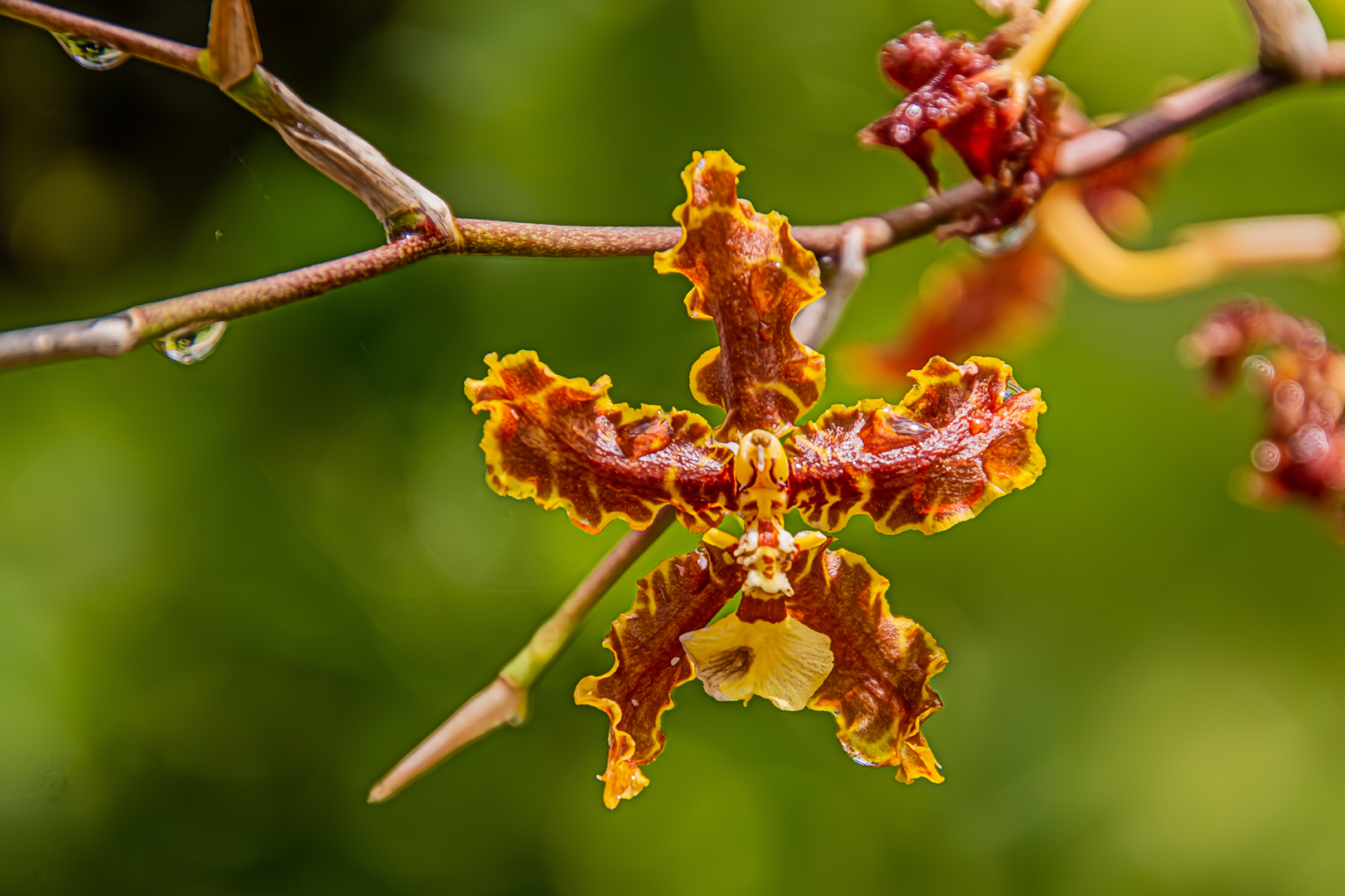 Orchidee... Foto & Bild | world, natur, panama Bilder auf fotocommunity