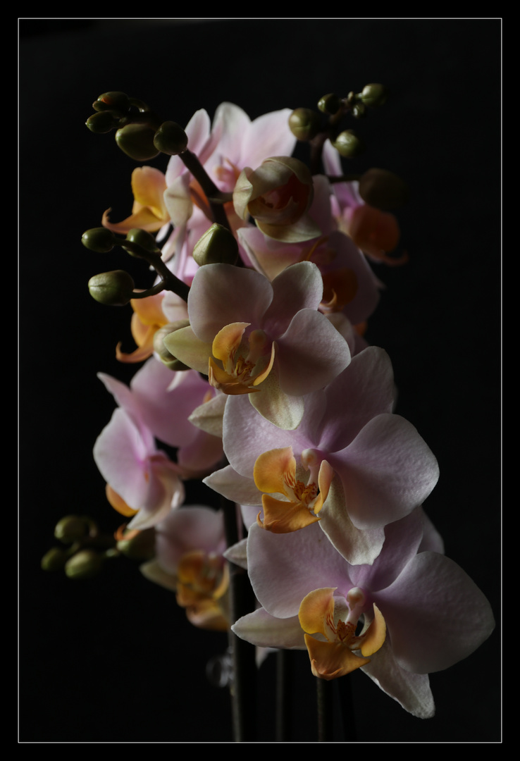 Orchidee Foto & Bild | orchidee, natur Bilder auf fotocommunity