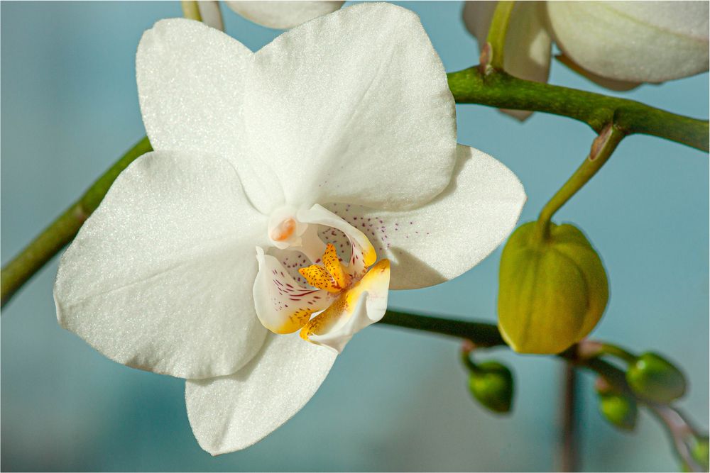 Orchidee Foto & Bild | orchidee, flora, naturschönheit Bilder auf ...