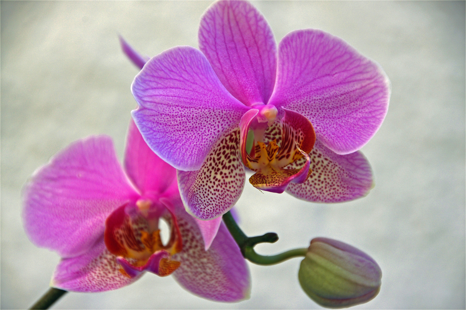 Orchidee Foto & Bild | pflanzen, pilze & flechten, zimmerpflanzen ...