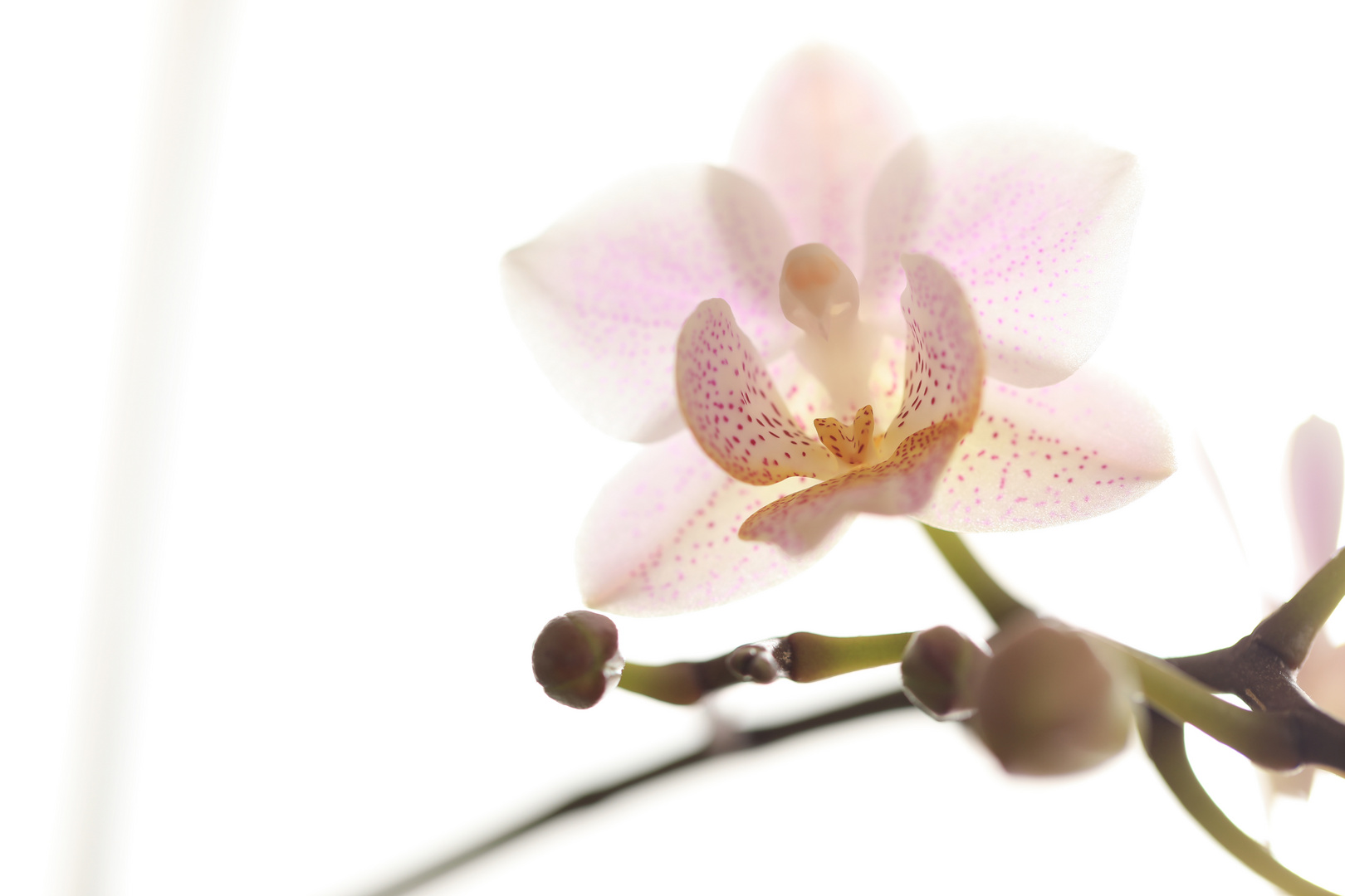 Orchidee Foto & Bild | pflanzen, pilze & flechten, blüten ...