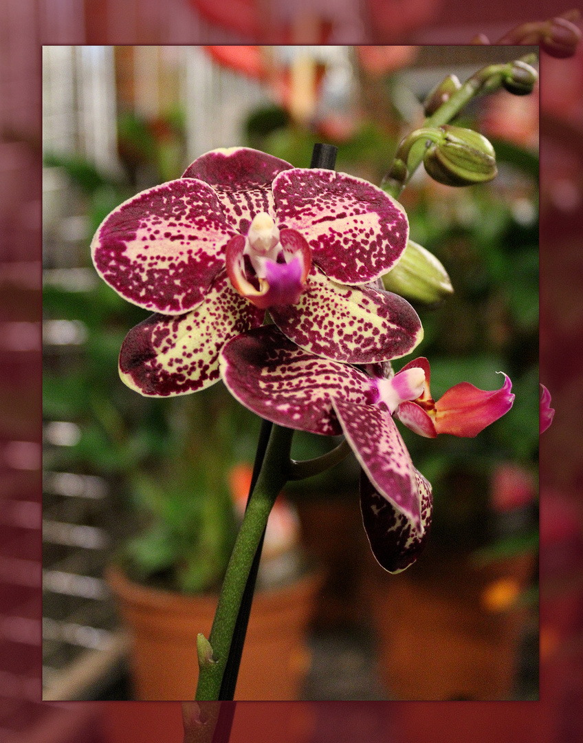 Orchidee ... Foto & Bild | spezial, grün, natur Bilder auf fotocommunity