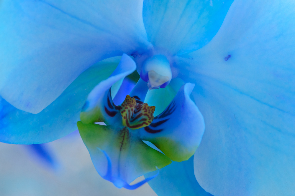 Orchidee-in-Blue Foto & Bild | pflanzen, pilze & flechten, blüten ...