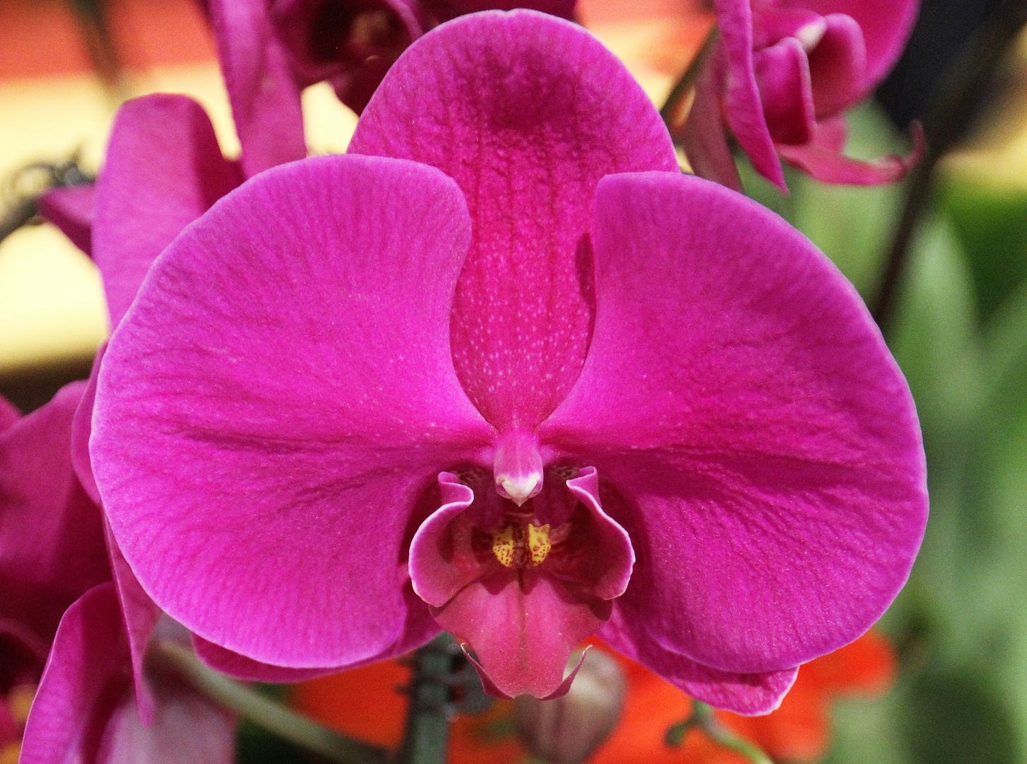 Orchidee -Orchidaceae- Foto & Bild | fotos, natur, blume Bilder auf ...