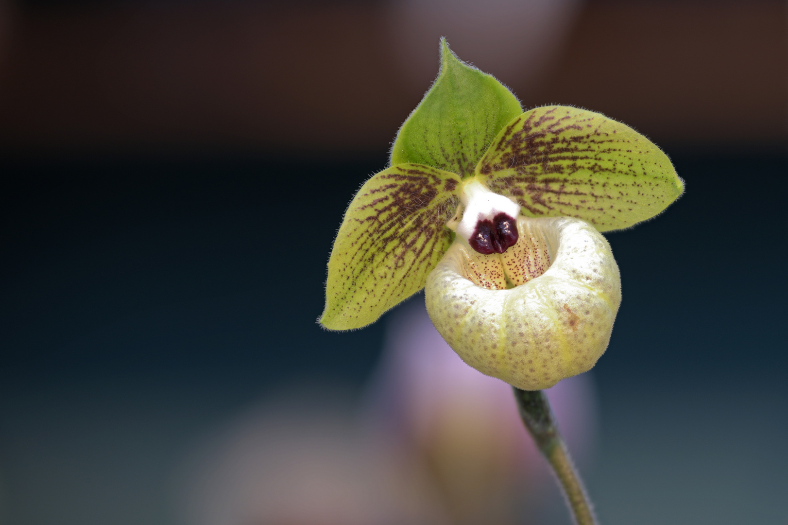 Orchidee Paphiopedilum malipoense Foto & Bild | pflanzen, pilze ...
