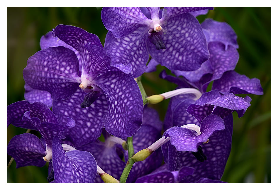 ORCHIDEE "VANDA" Foto & Bild | pflanzen, pilze & flechten, blüten ...