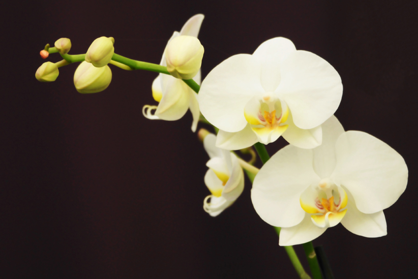 Orchidee weiß Foto & Bild | pflanzen, pilze & flechten, blüten ...