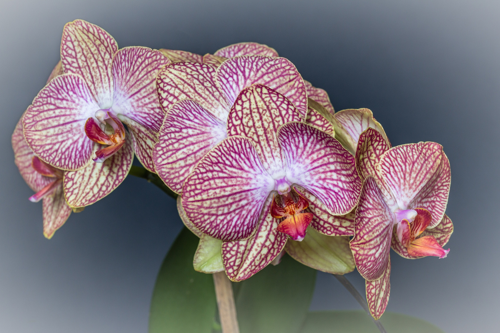 Orchideen 2 Foto & Bild | pflanzen, blumen, orchideen Bilder auf ...