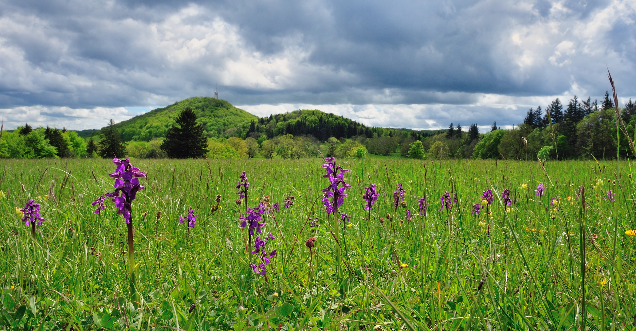 Orchideen-Paradies am Rossberg (Schwäbische Alb) Foto & Bild ...