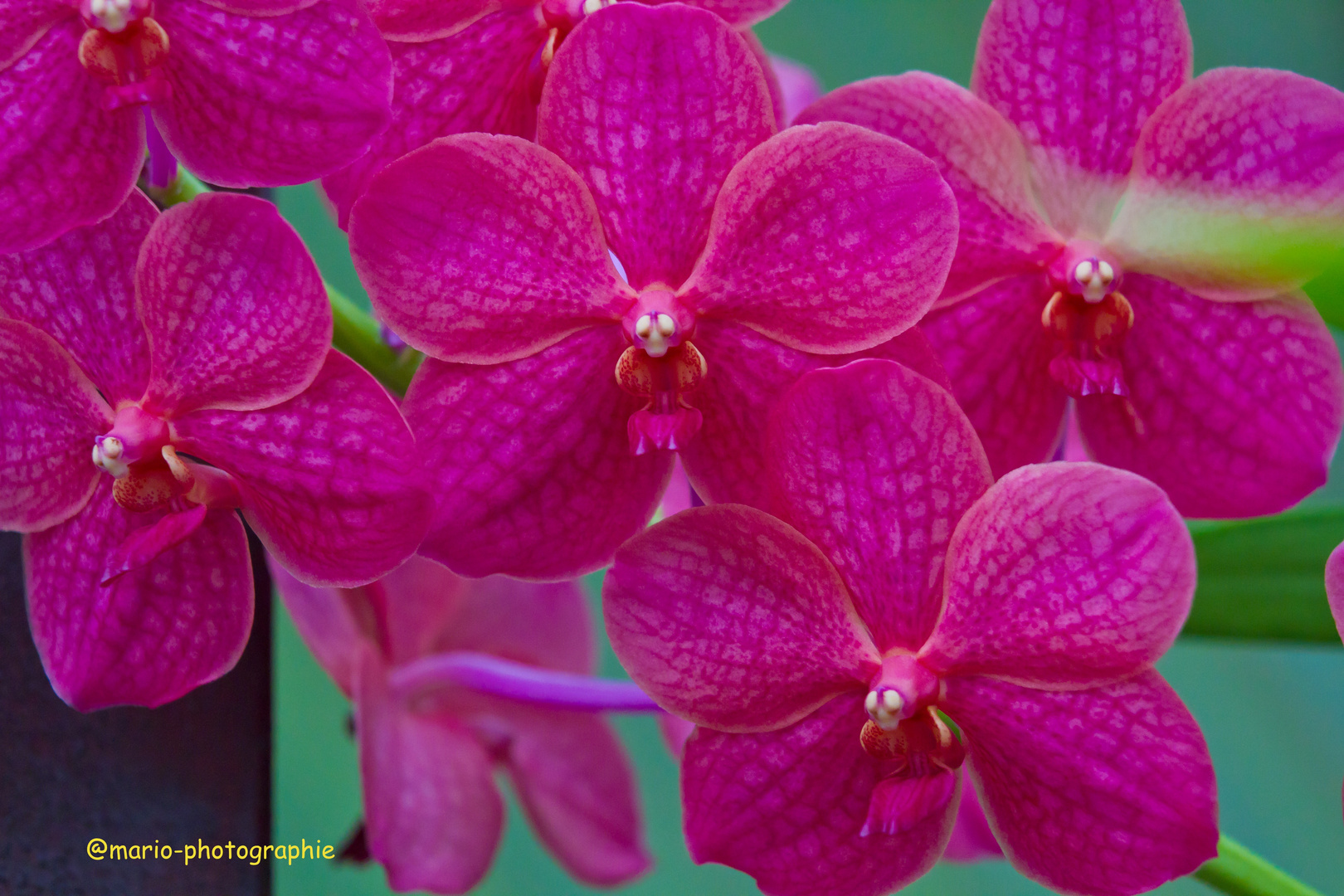 Orchideen Vanda Pink Foto & Bild | pflanzen, pilze & flechten, blüten ...