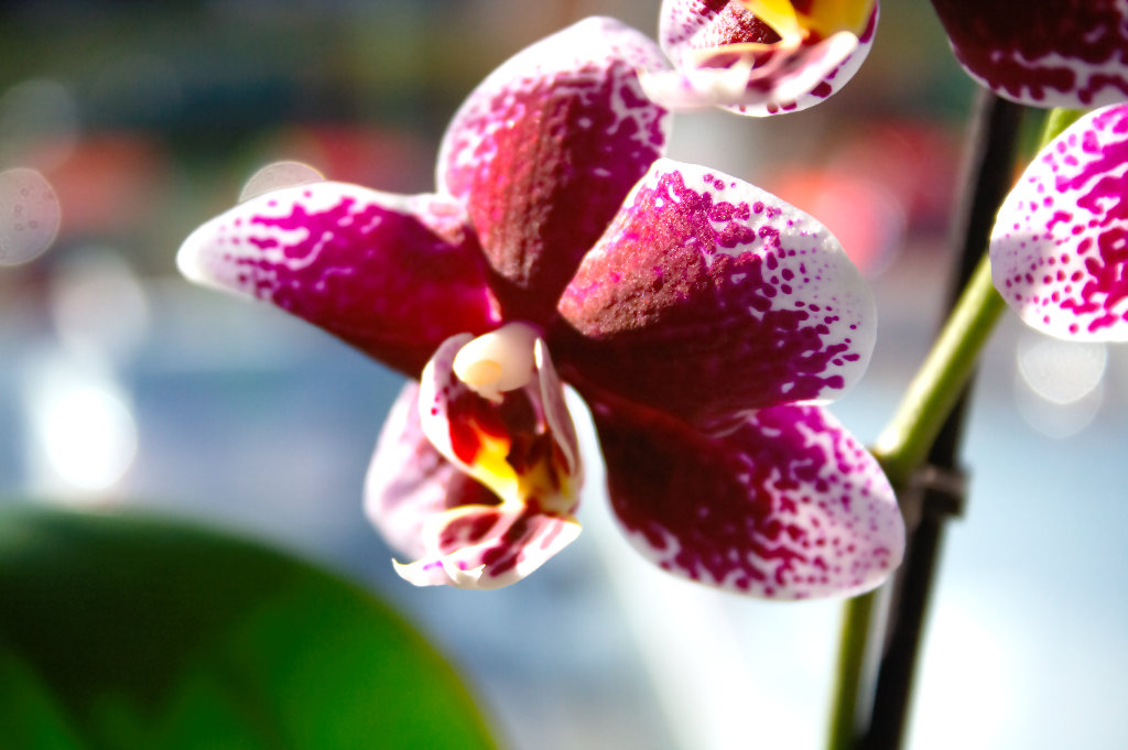 Orchideenblüte Foto & Bild | pflanzen, pilze & flechten, blüten ...