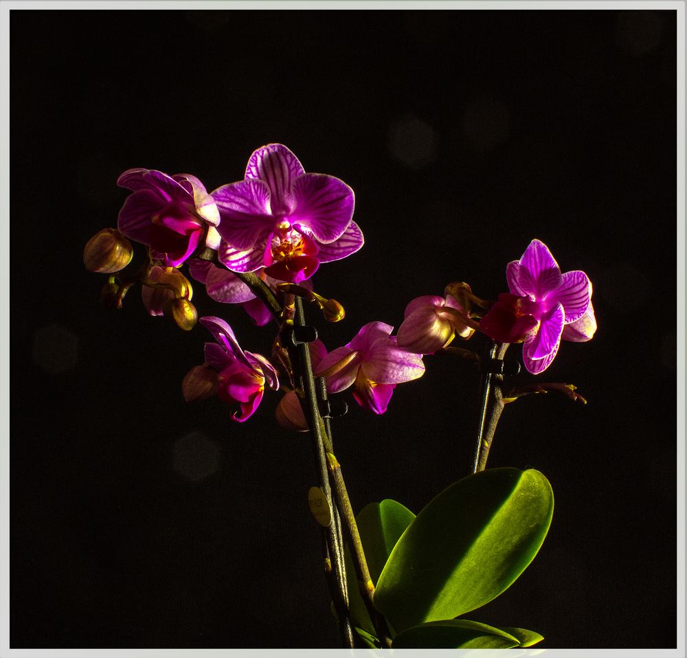 Orchis 05 Foto & Bild | pflanzen, blüten, natur Bilder auf fotocommunity