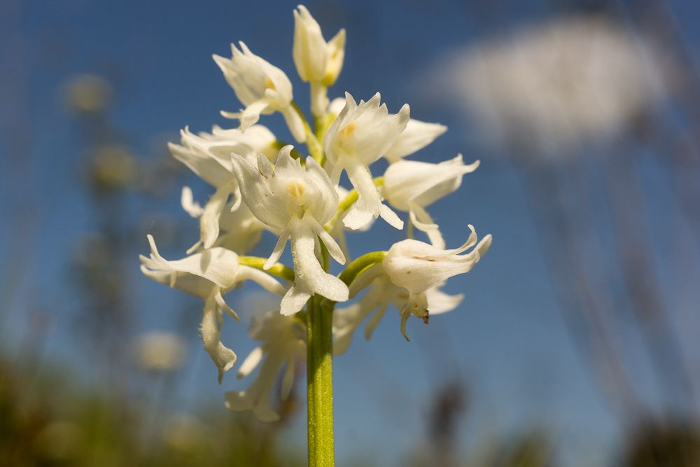 Orchis militaris var. alba Foto & Bild | natur, pflanzen, blüten Bilder ...
