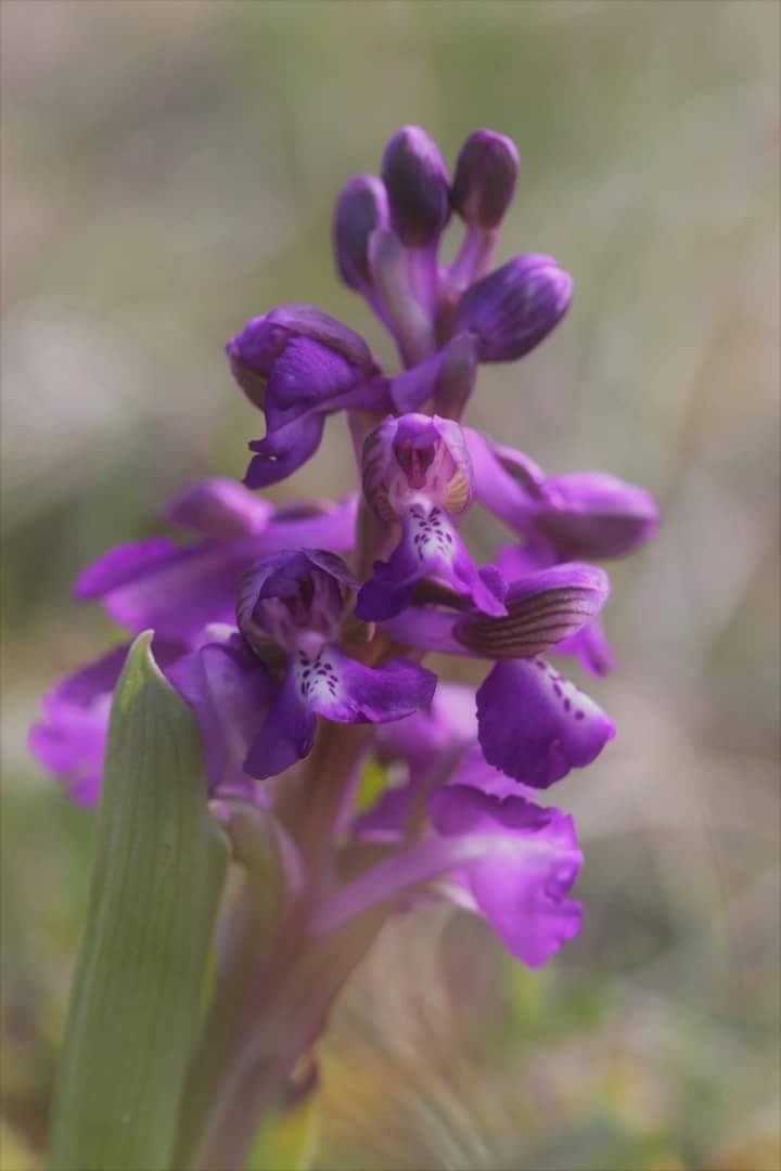 Orchis morio 2018 photo et image | macro nature, macro orchidées ...