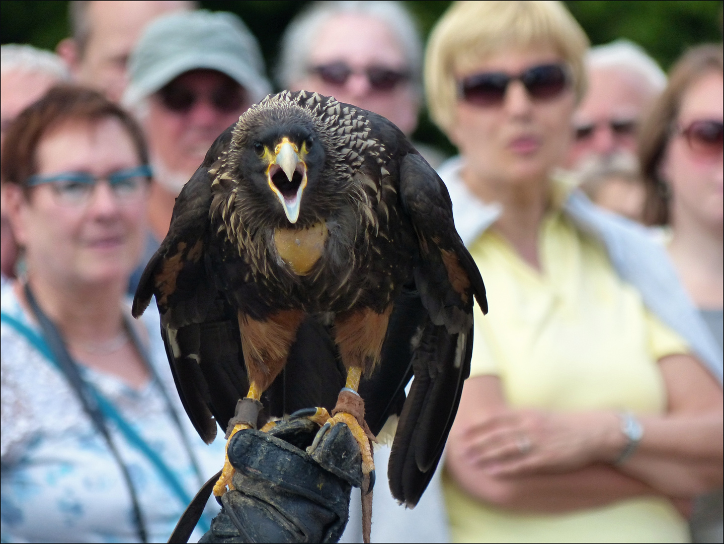 ordentliches Geschrei Foto & Bild | tiere, zoo, wildpark & falknerei ...