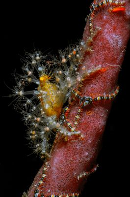 UW-Salzwasser Bilder & Fotos