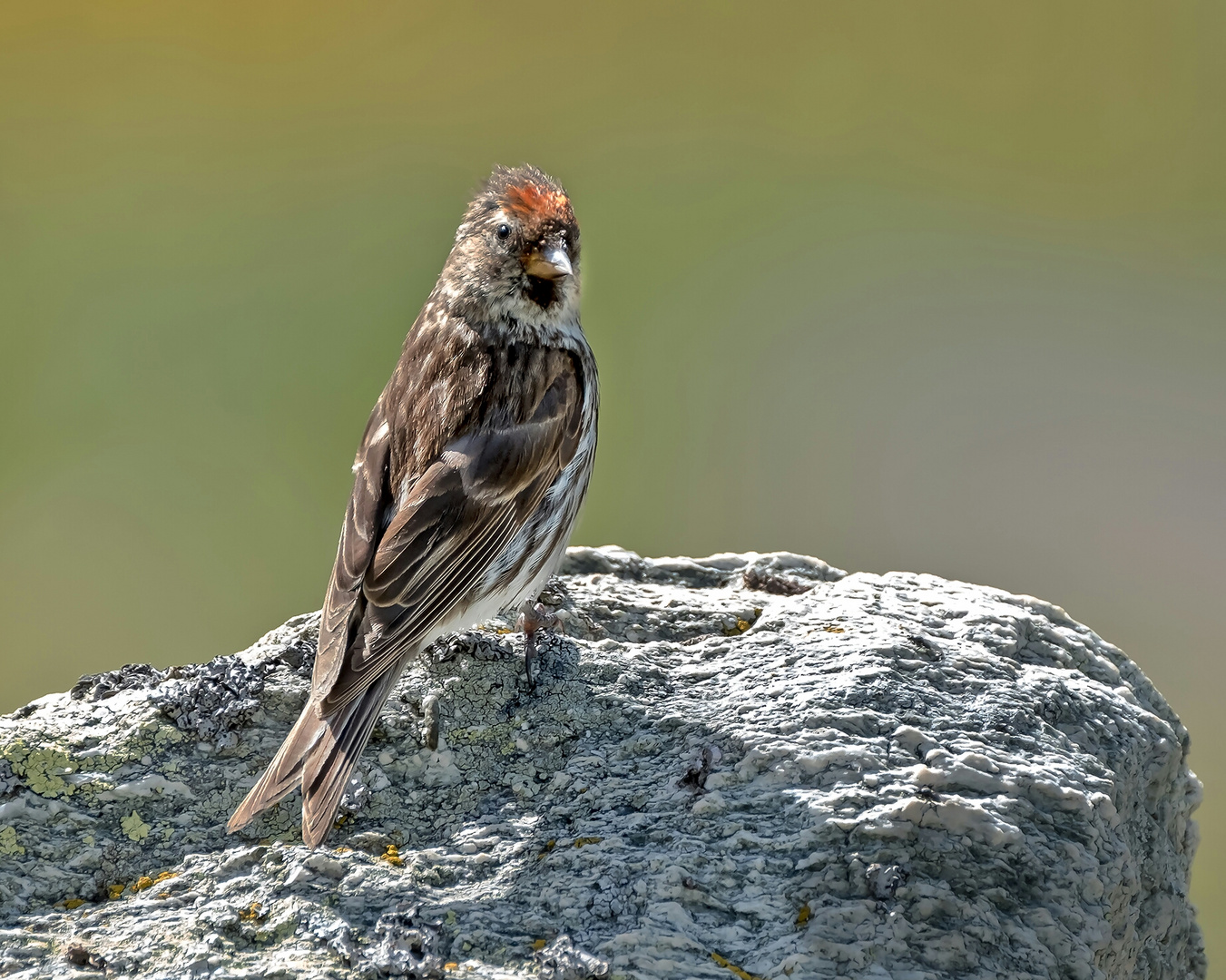 Organetto Foto % Immagini| animali, uccelli allo stato libero, animali ...
