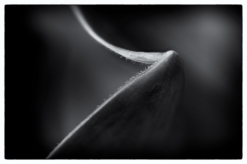 organisch Foto & Bild | projekte, natur-kreativ, aufnahmetechniken ...