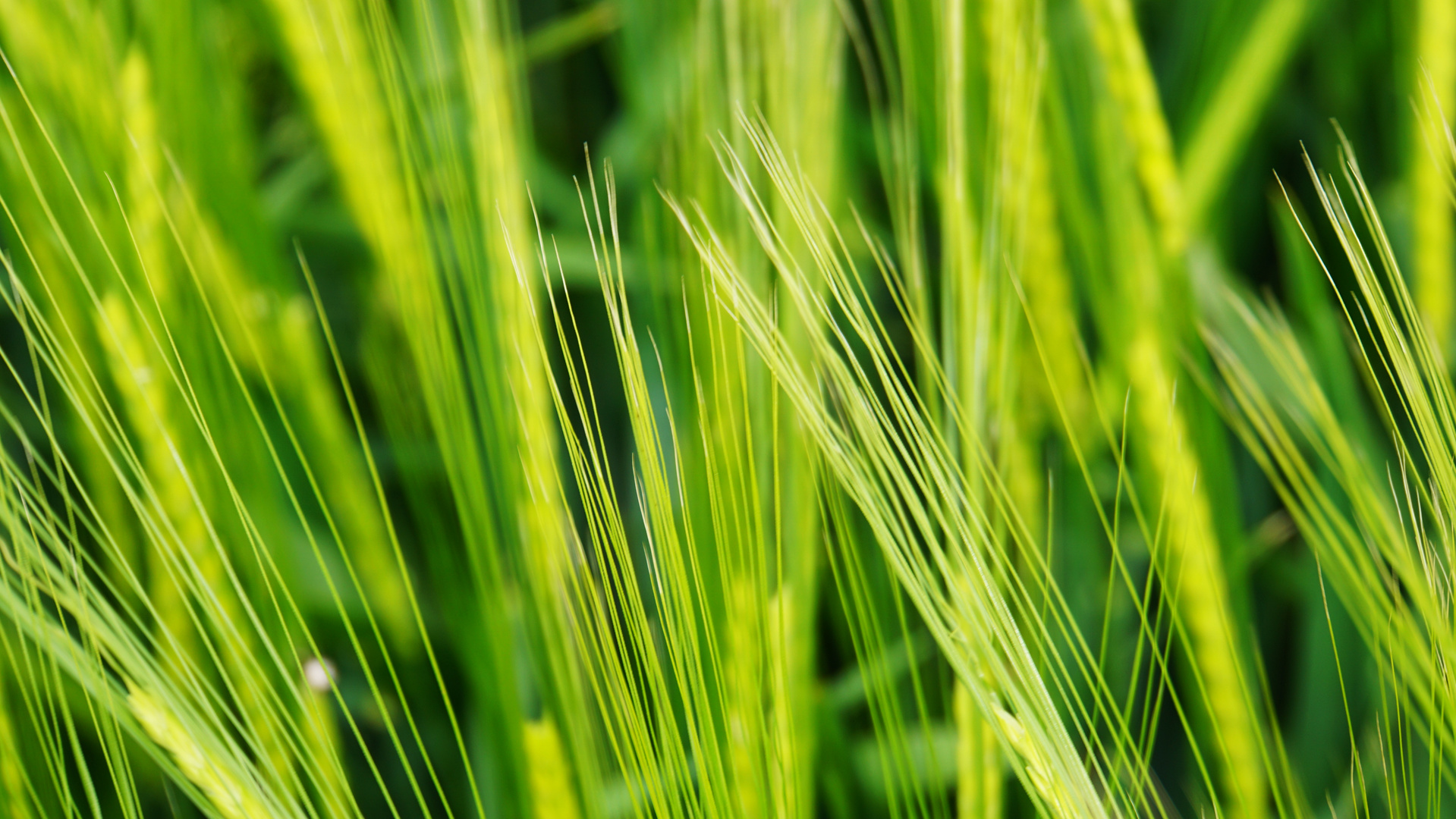 Orge..... photo et image | animations photographiques, macro nature ...