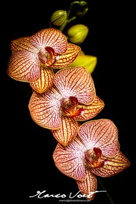 Nature Pictures & Photos