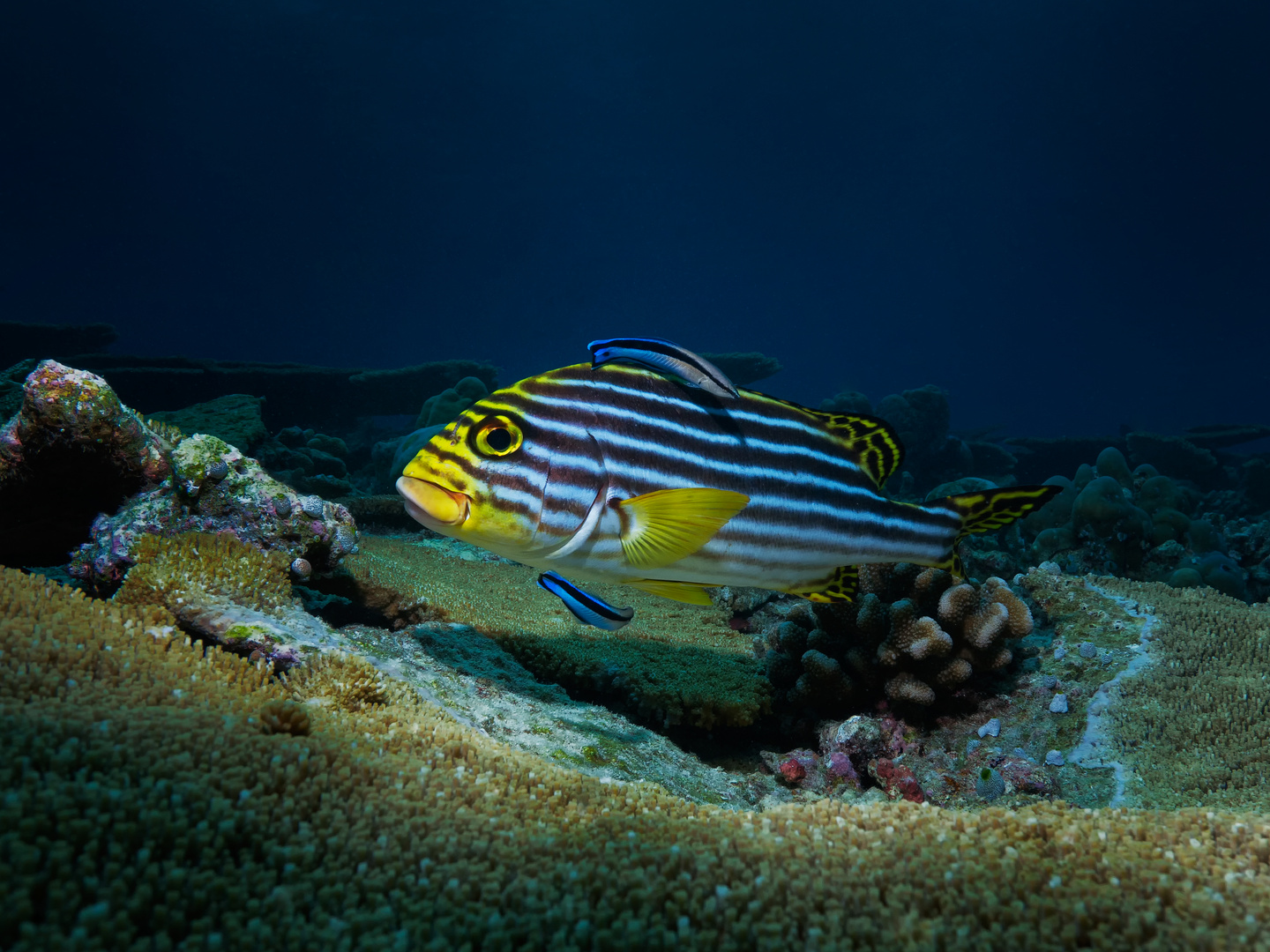 Orient Süßlippe mit Putzerlippfische Foto & Bild | unterwasser, uw ...