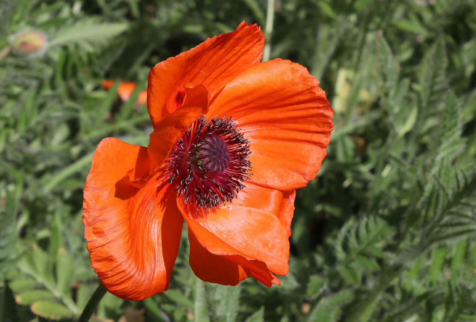 Orientalischer Mohn Foto & Bild | europe, Österreich, pflanzen, pilze ...