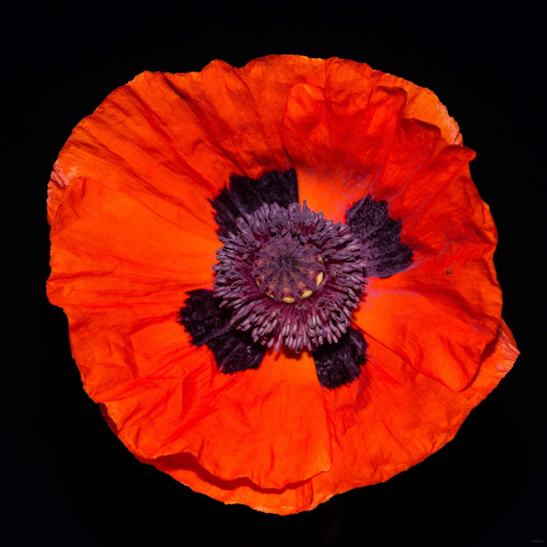 Orientalischer Mohn 47 Foto & Bild | makros, makro, orange Bilder auf ...