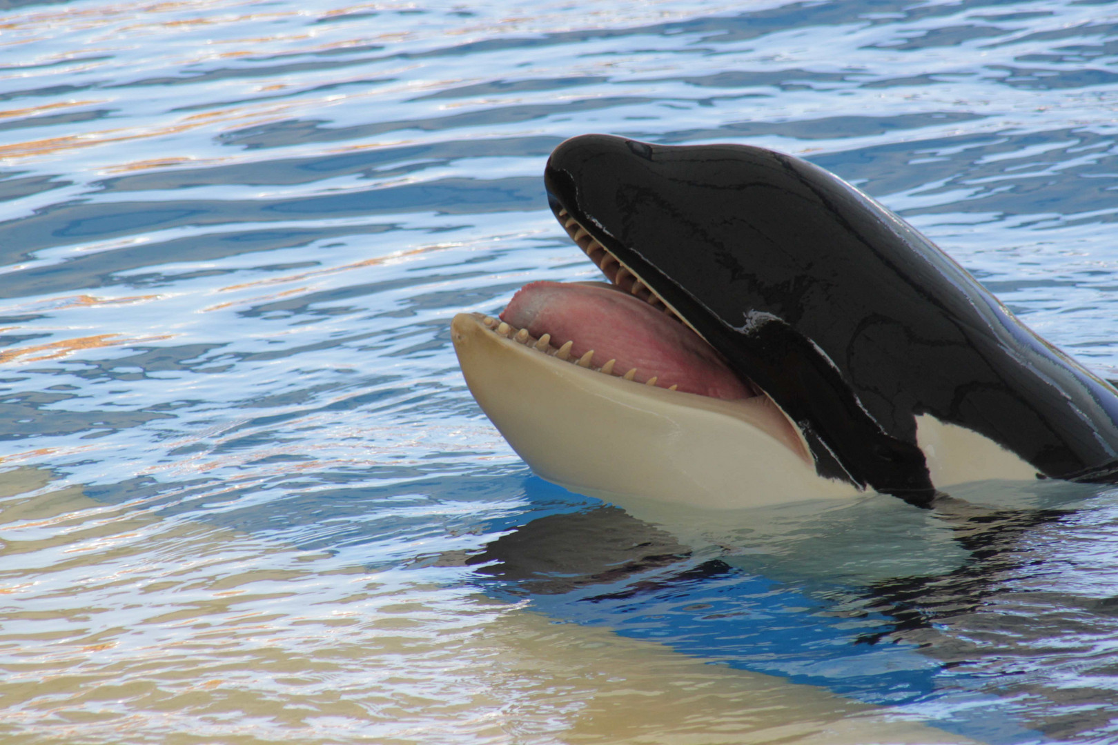 Orka Foto & Bild | tiere, ewald, natur Bilder auf fotocommunity