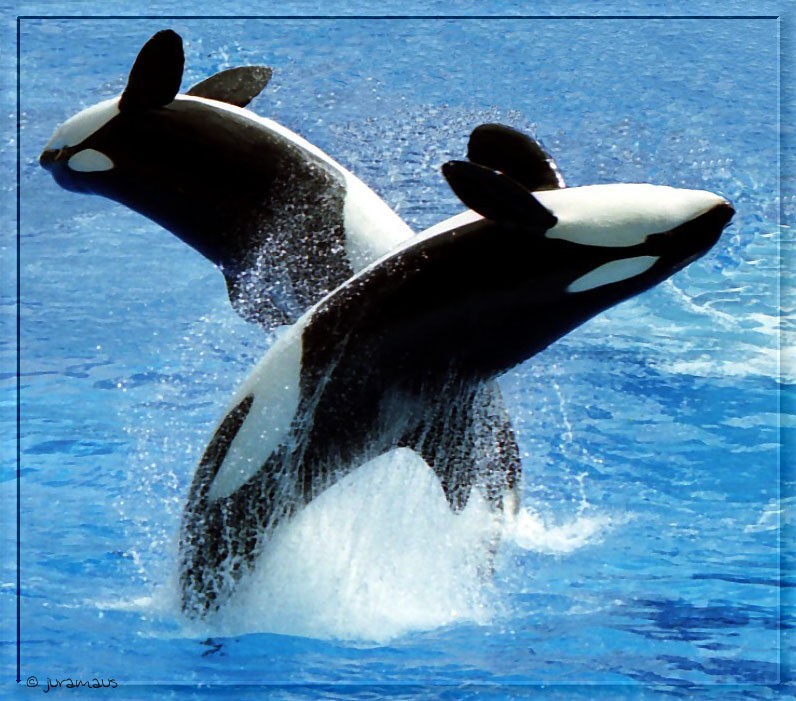 Orkas Foto & Bild | tiere, wildlife, säugetiere Bilder auf fotocommunity