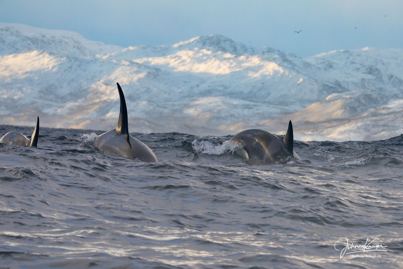 Orkas in der Arktis Foto & Bild | world, natur, norwegen Bilder auf ...