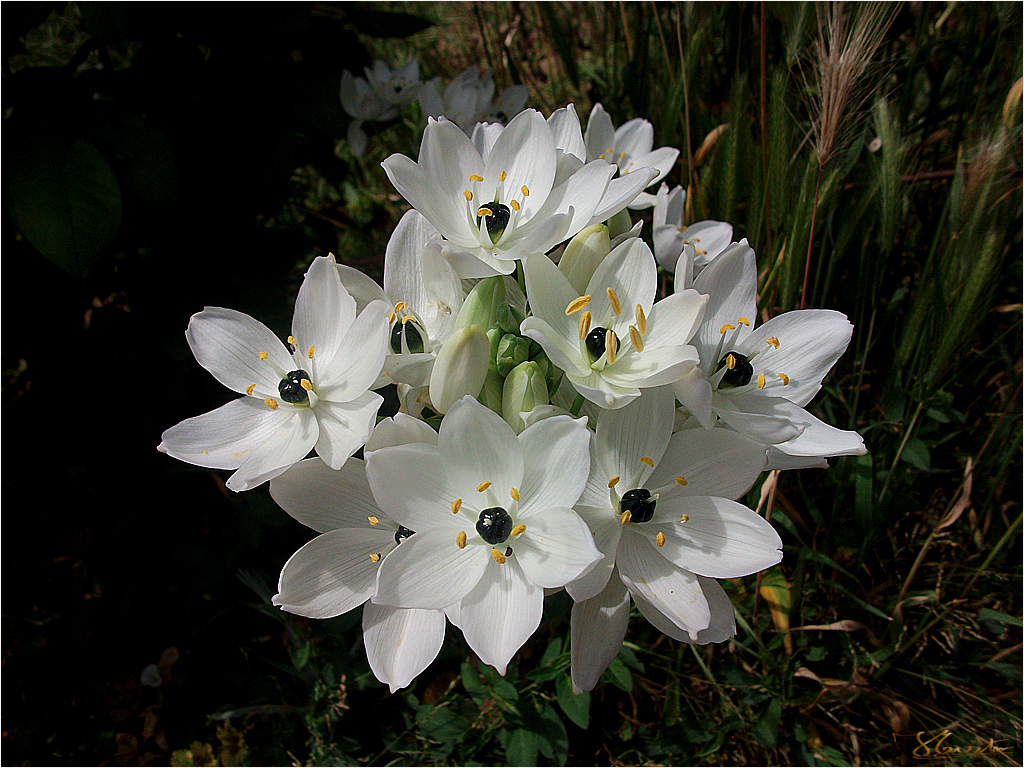 ORNITHOGALUM Imagen & Foto | plantas, flores, naturaleza Fotos de ...