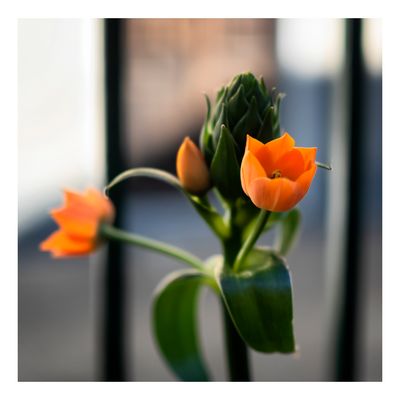 Macro fiori e piante Immagini e foto